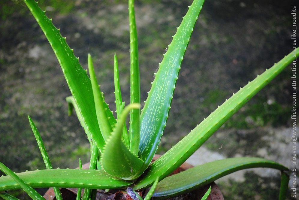 Aloe vera: A fan favourite under the microscope | Alternate Touch